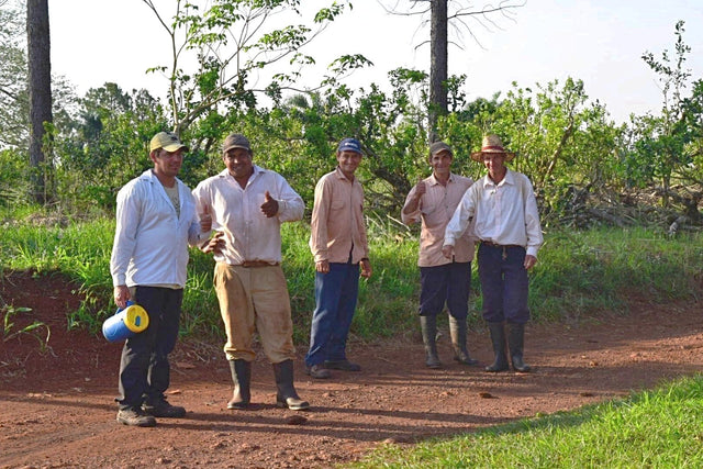 Organic Loose Leaf Yerba Mate – Mateína