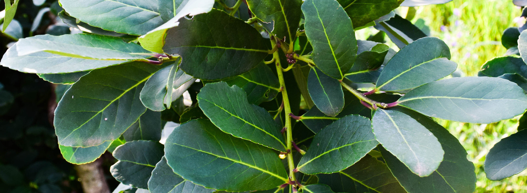 Traditional Yerba Mate Essentials Set - Classic Gourd & Bombilla – Mateína